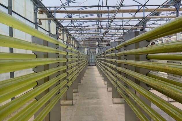 Farming Algae For BioFuel: The Renewable Energy Crop - Off Grid World