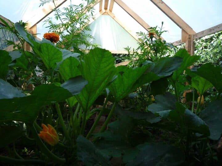 How To Build A Greenhouse For $7 - Off Grid World