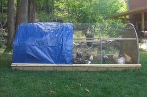 How To Build a Chicken Tractor to Make a Great Garden - Off Grid World
