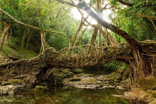 Incredible 500 Year Old "Living" Root Bridges in India - Off Grid World