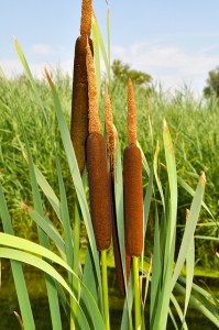4 Ways to Use the Incredible Cattail for Survival - Off Grid World