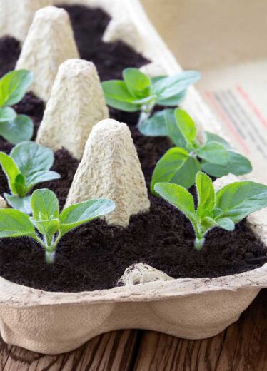5 Biodegradable Seed Starter Pots Made With Recycled Materials - Off ...