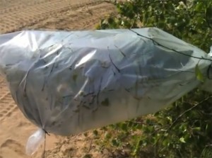 Transpiration for Simple Survival Water Collection - Off Grid World