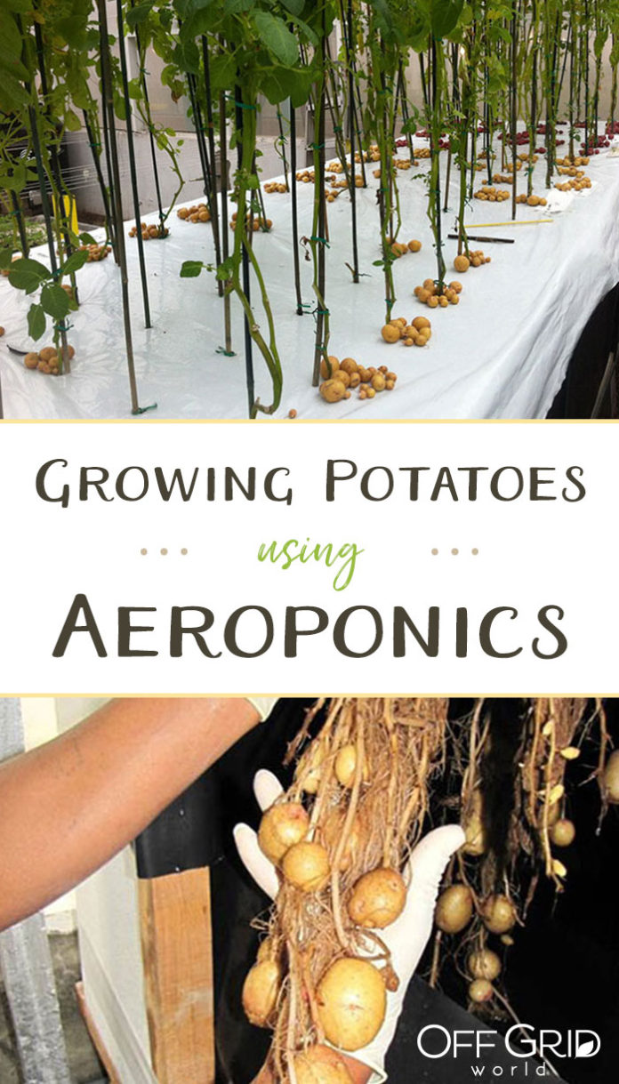 Growing Potatoes in Thin Air with Aeroponics - Off Grid World