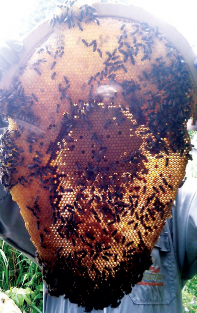 The Sun Hive: A Majestically Beautiful Bee Hive That Could Save The ...