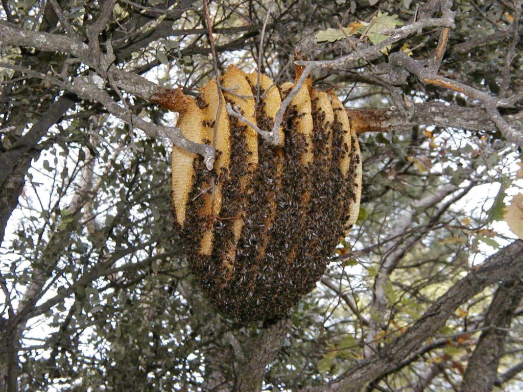 The Sun Hive: A Majestically Beautiful Bee Hive That Could Save The ...