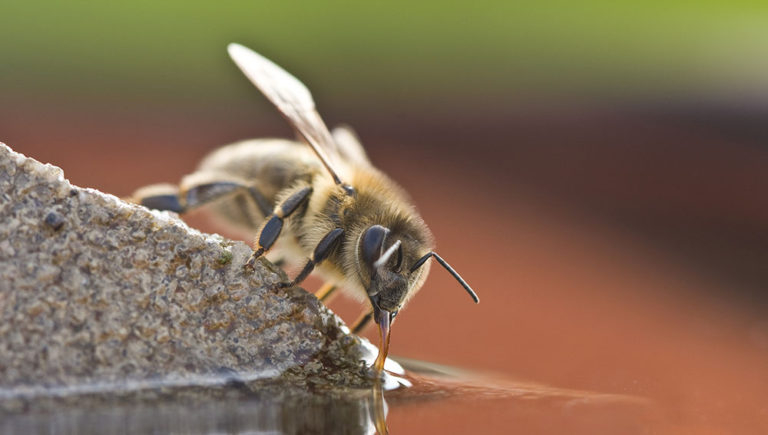 Protect Your Local Pollinators With A DIY Bee Watering Station - Off ...
