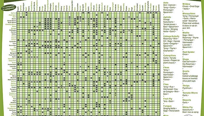 companion planting chart permaculture design