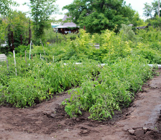 Home - Off Grid World