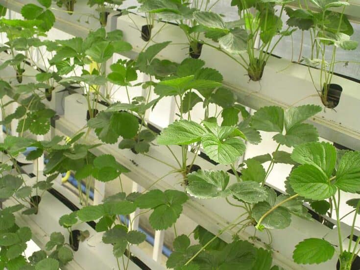An Introduction to Hydroponics - Off Grid World