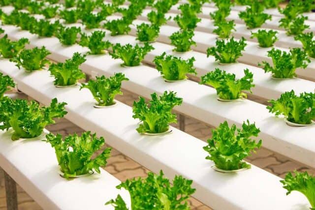 An Introduction to Hydroponics - Off Grid World