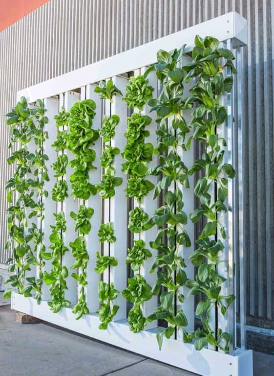 An Introduction to Hydroponics - Off Grid World