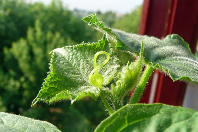 A Complete Guide To Growing Cucumbers In Containers - Off Grid World