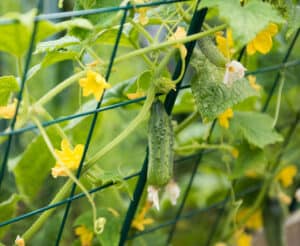 A Complete Guide To Growing Cucumbers In Containers - Off Grid World