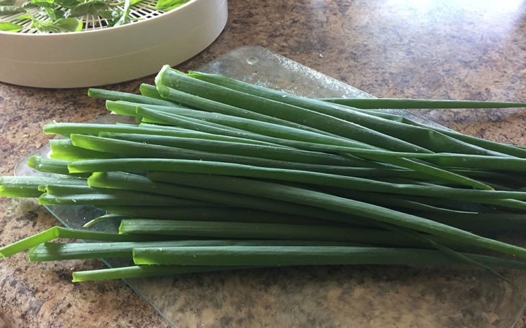 How To Harvest And Preserve Green Onions - Off Grid World
