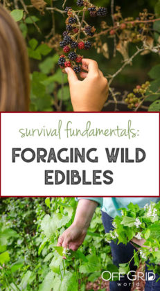 Foraging Food in the Wilderness for Survival - Off Grid World