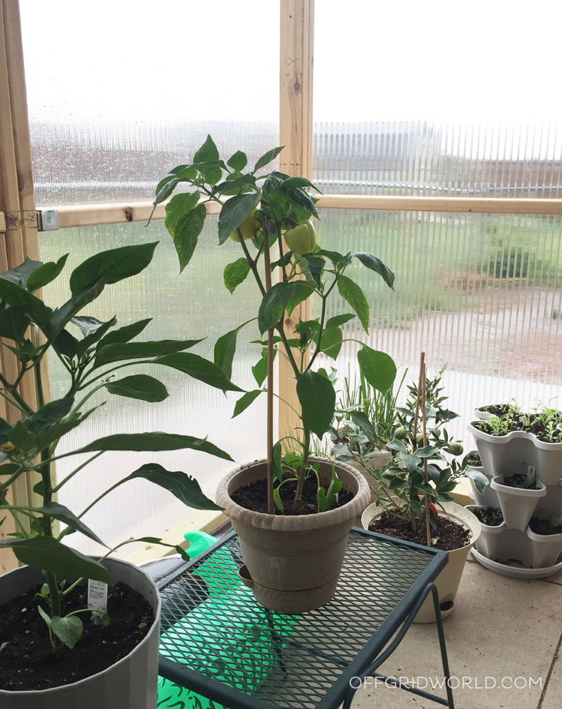 A DIY Greenhouse For Growing Food Year Round - Off Grid World
