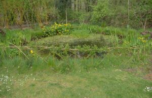 15 Fabulous Living Willow Project Ideas - Off Grid World