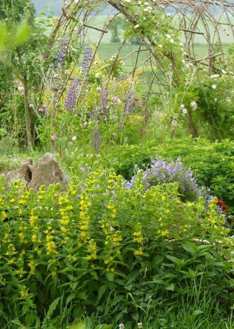 15 Fabulous Living Willow Project Ideas - Off Grid World