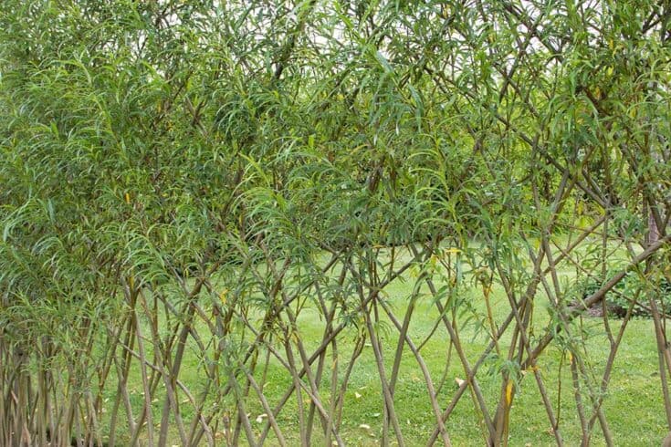 Living Willow Structures: 15 Unique Project Ideas - Off Grid World