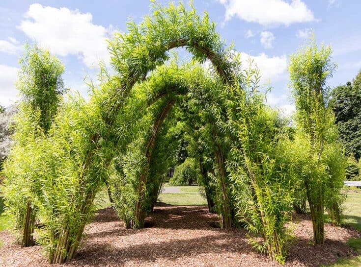 15 Fabulous Living Willow Project Ideas - Off Grid World