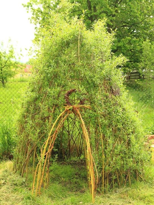Living Willow Structures: 15 Unique Project Ideas - Off Grid World