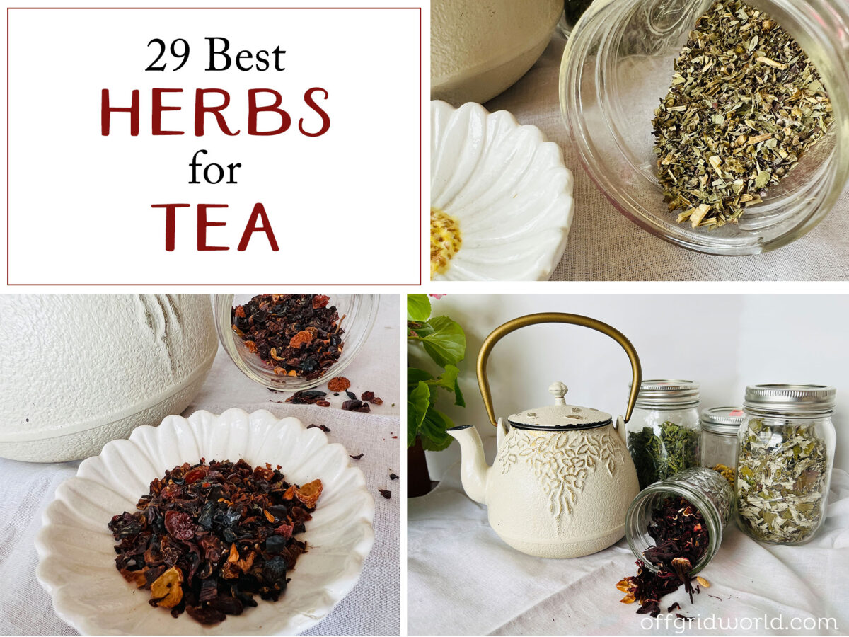 The Ultimate List of 29+ Best Herbs for Tea (& What They Taste Like ...